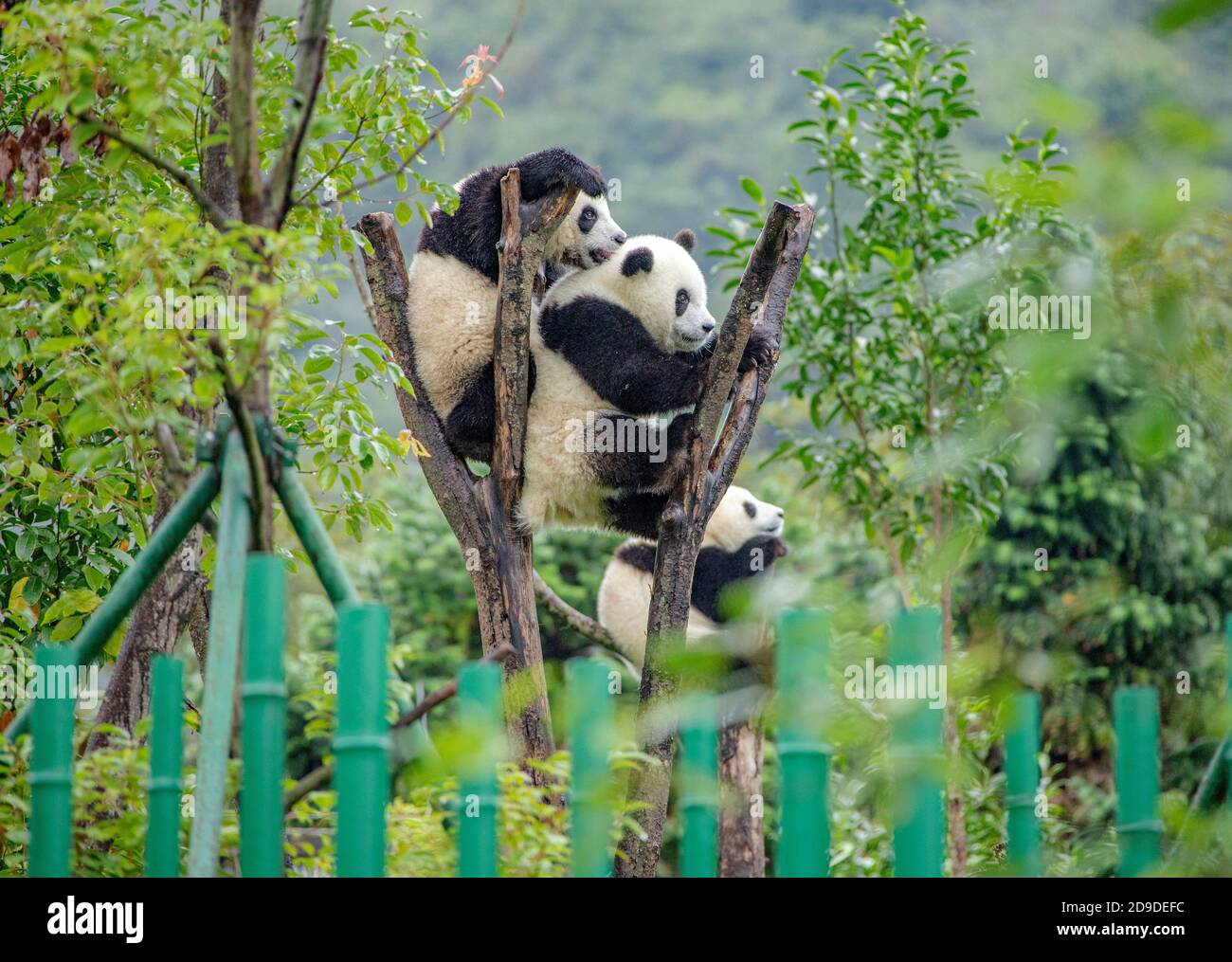Giant pandas play at the China Conservation and Research Center for ...