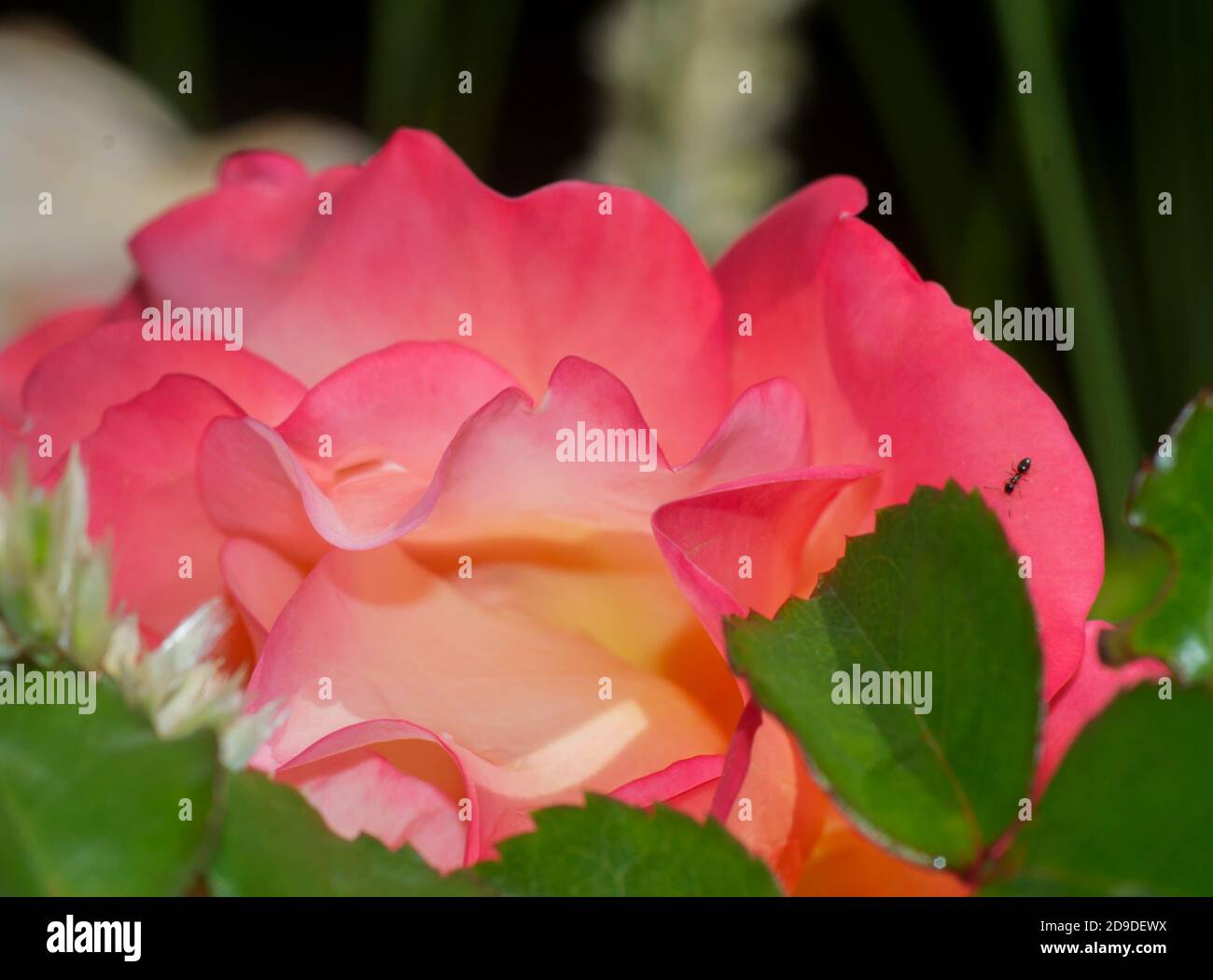 view of a rose with an ant on a petal on blurred background Stock Photo ...