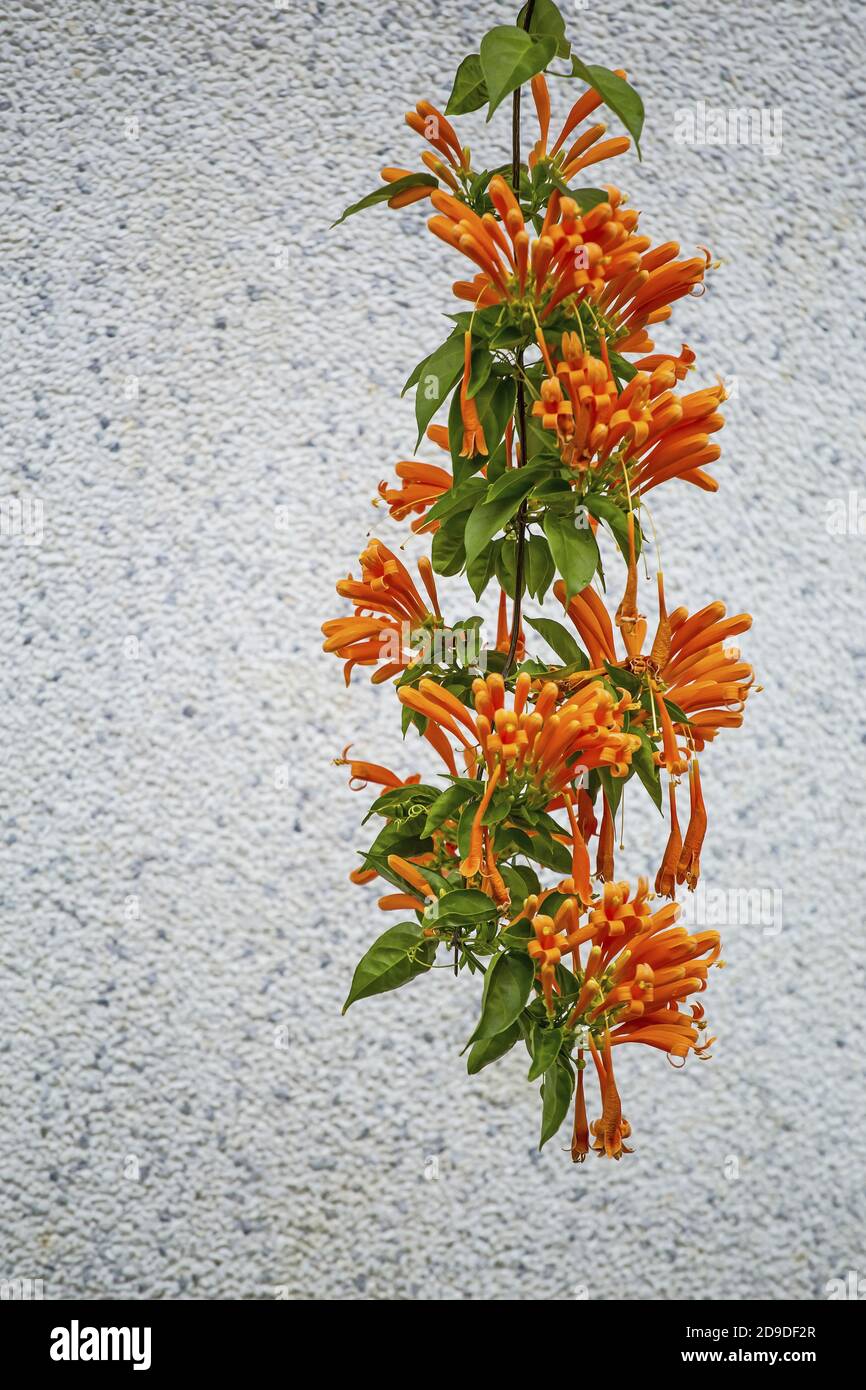 Stick flower hi-res stock photography and images - Alamy