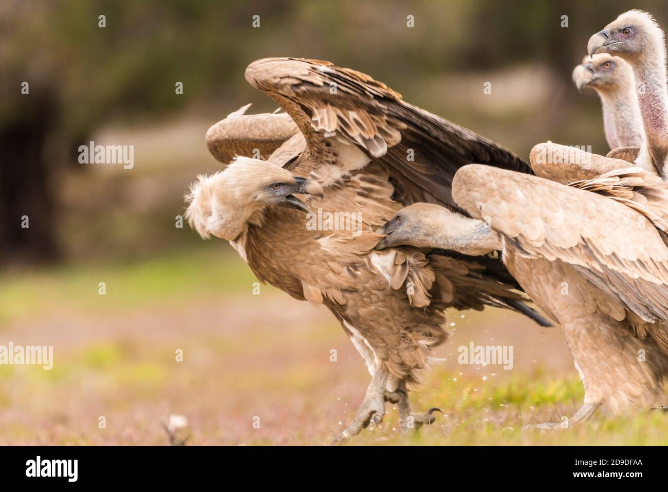 Carrion eating birds hi-res stock photography and images - Alamy
