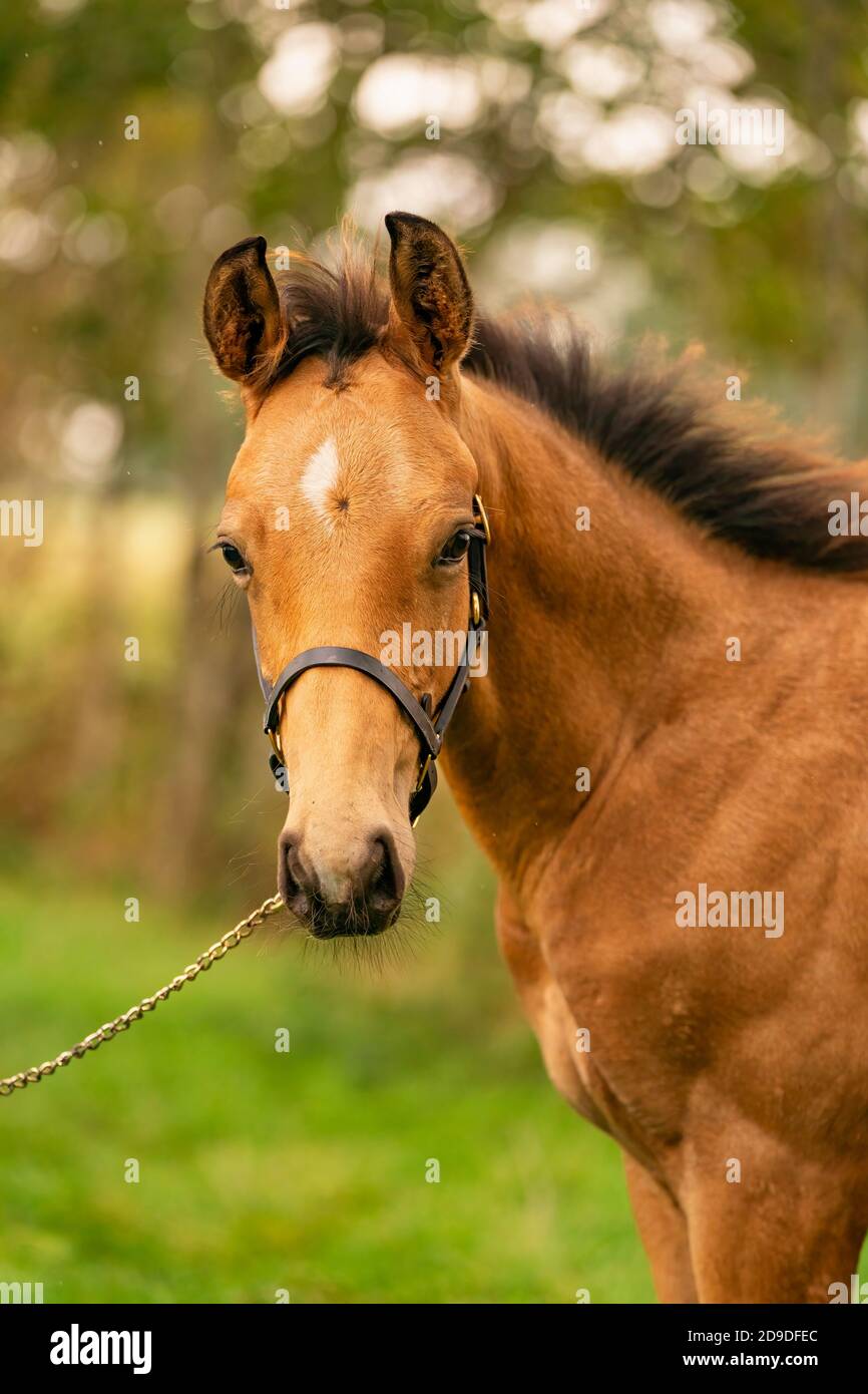 Portrait of buckskin foal, the horse with halter stands in the forest ...