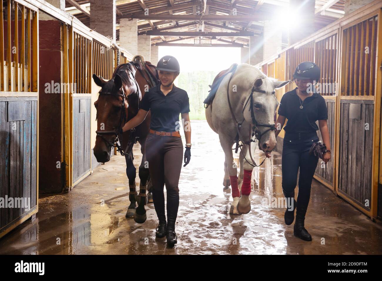 The horse in the stable walking of the sisters Stock Photo - Alamy