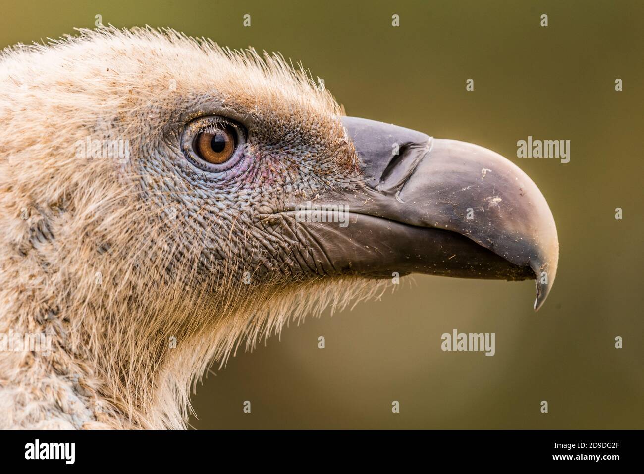Vulture face detail portrait hi-res stock photography and images - Alamy