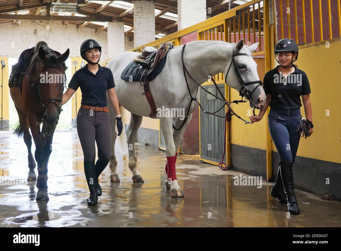 The horse in the stable walking of the sisters Stock Photo - Alamy