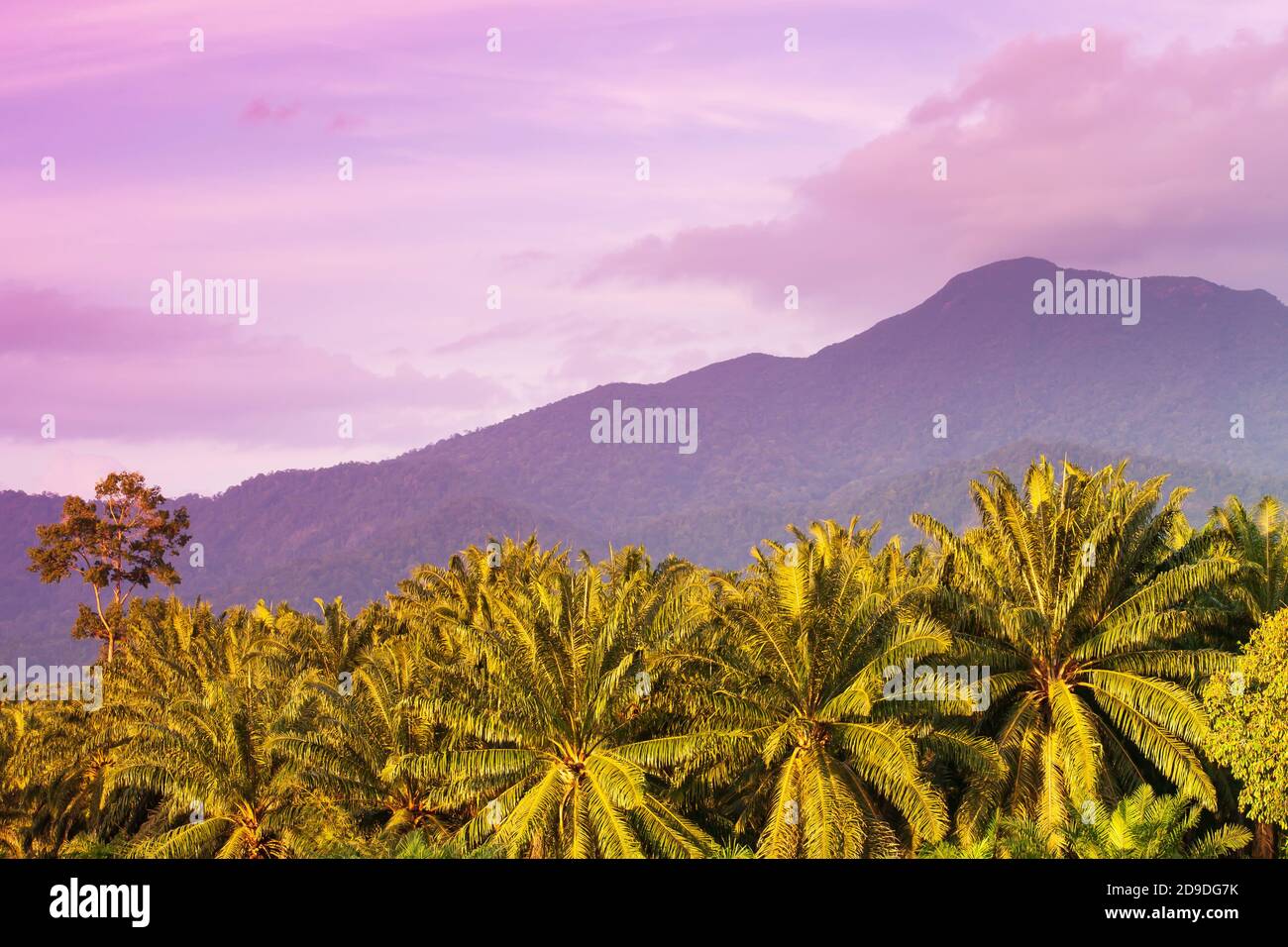 Palm oil plantation hi-res stock photography and images - Alamy