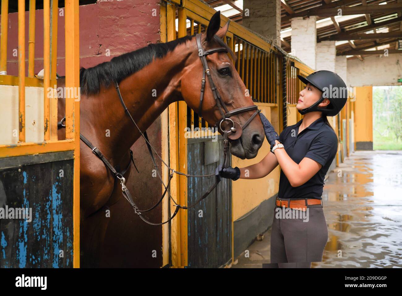 The stable calm horse young woman Stock Photo - Alamy