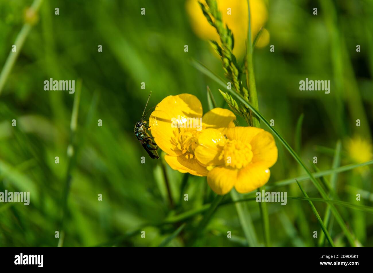 black beetle covered with pollen on butter cup Stock Photo - Alamy