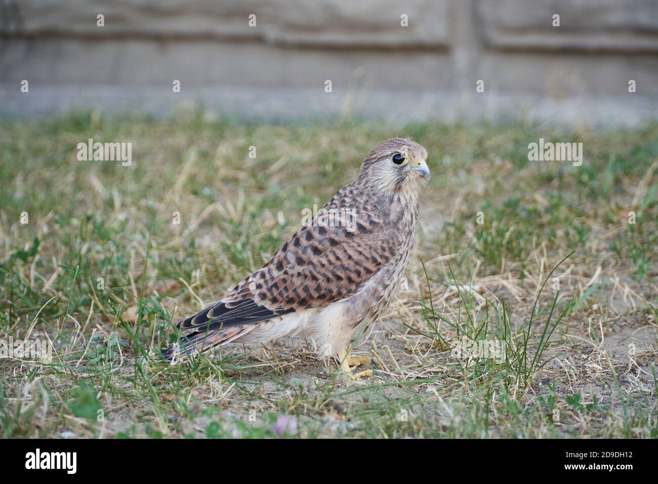 Grass raptor hi-res stock photography and images - Alamy