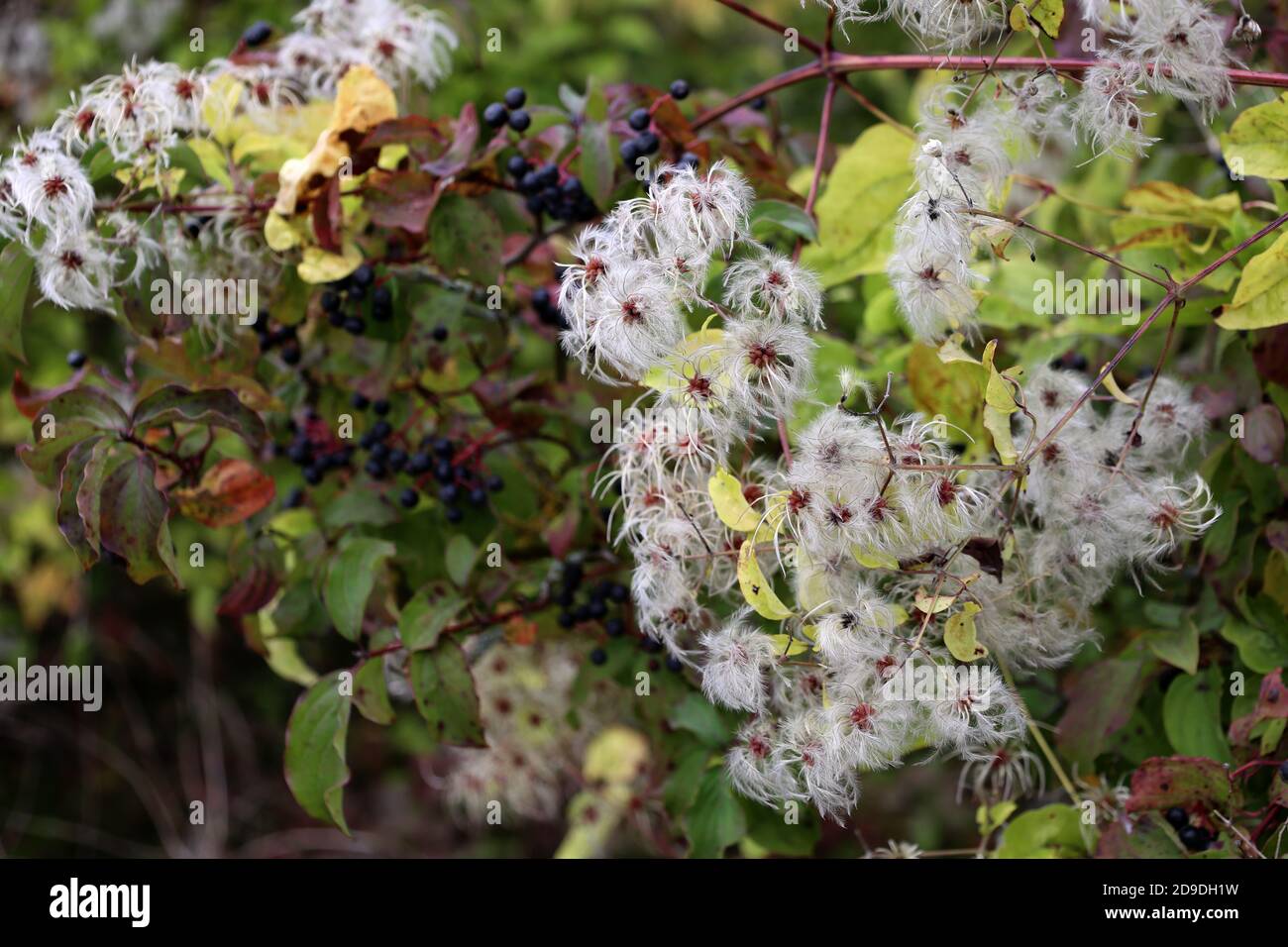 Seed heads with silky appendages of Wild Climatis Stock Photo - Alamy