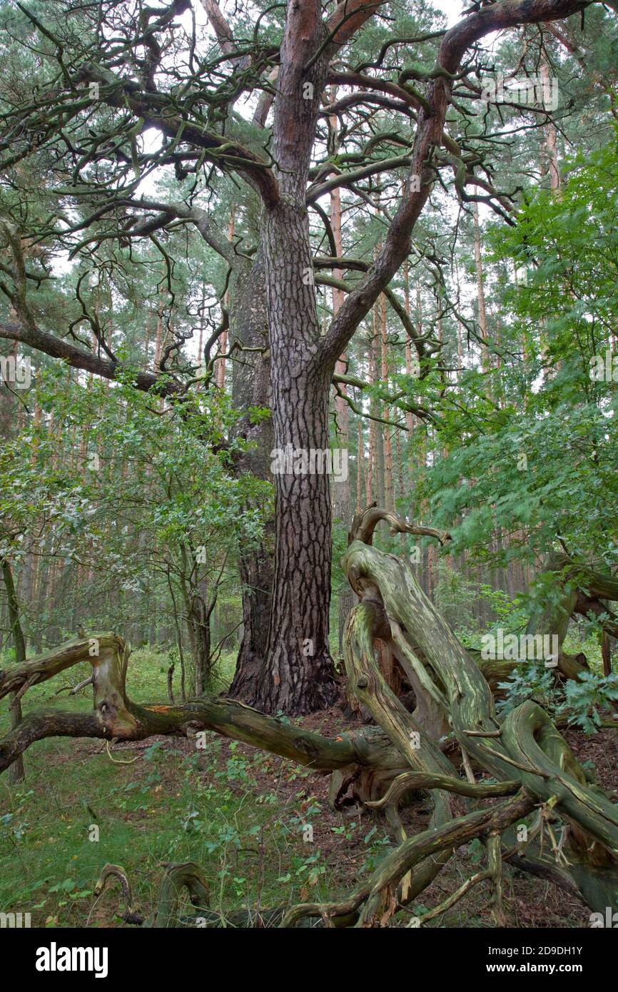 Kratzeburg hi-res stock photography and images - Alamy