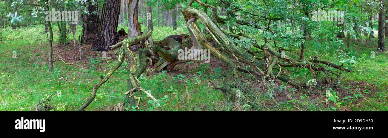 Kratzeburg hi-res stock photography and images - Alamy