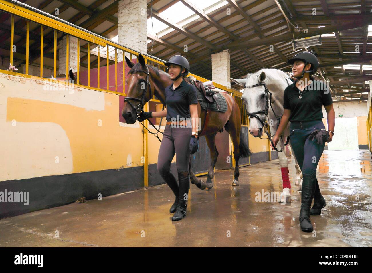 The horse in the stable walking of the sisters Stock Photo - Alamy