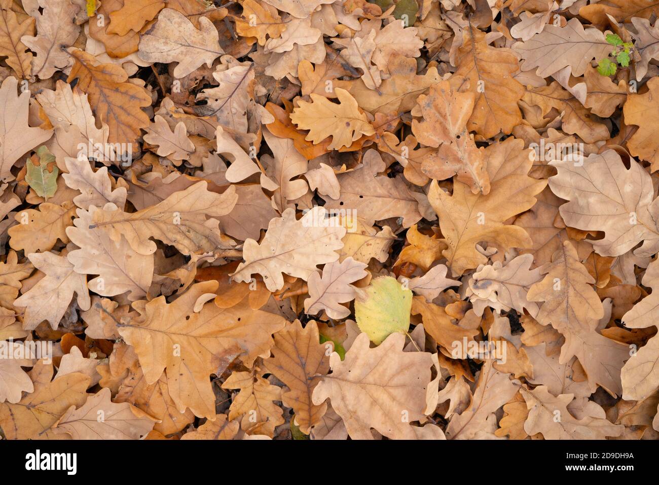 Fallen dry oak leaves hi-res stock photography and images - Alamy