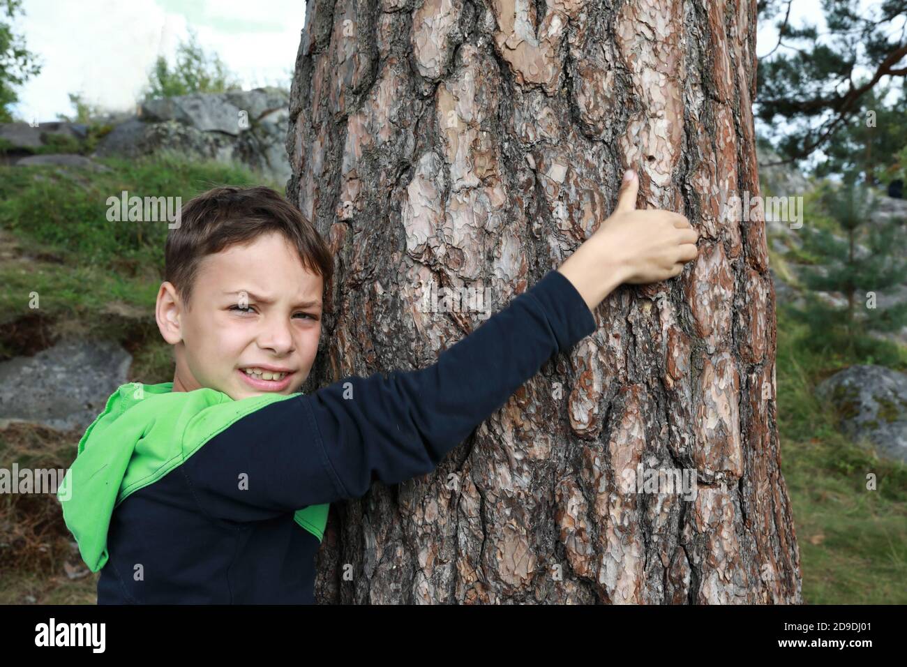 Child hugging pine tree in forest, Karelia Stock Photo - Alamy