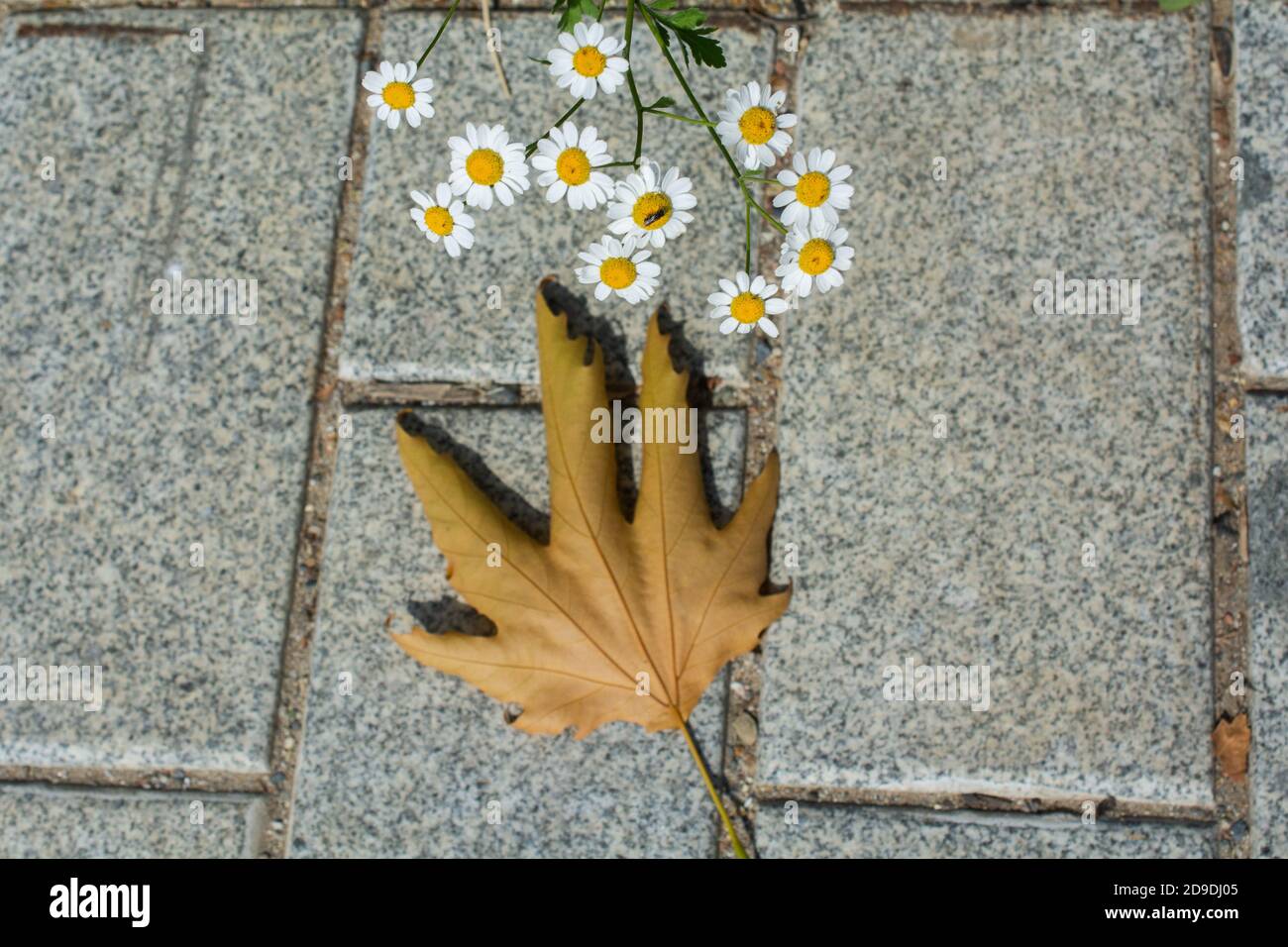 Blooming beautiful colorful daisy flowers in view Stock Photo - Alamy