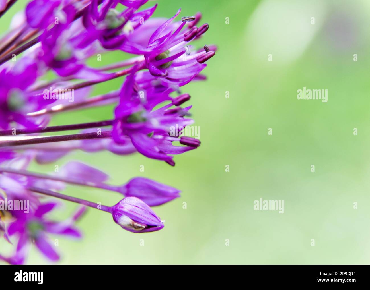 detail of giant onion bloom Stock Photo - Alamy