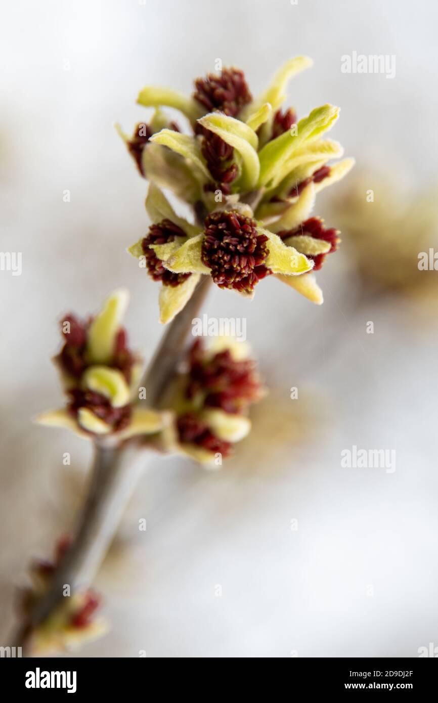 Kidney tree in spring. Young large buds on the branches against a ...