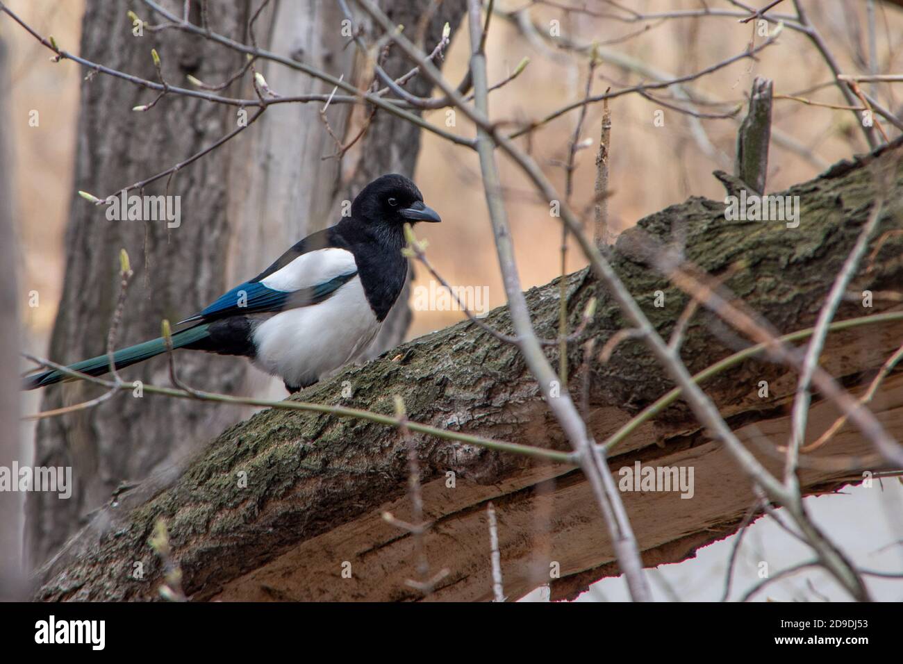 Beautiful European magpie, food in a natural forest forest, depicted on ...