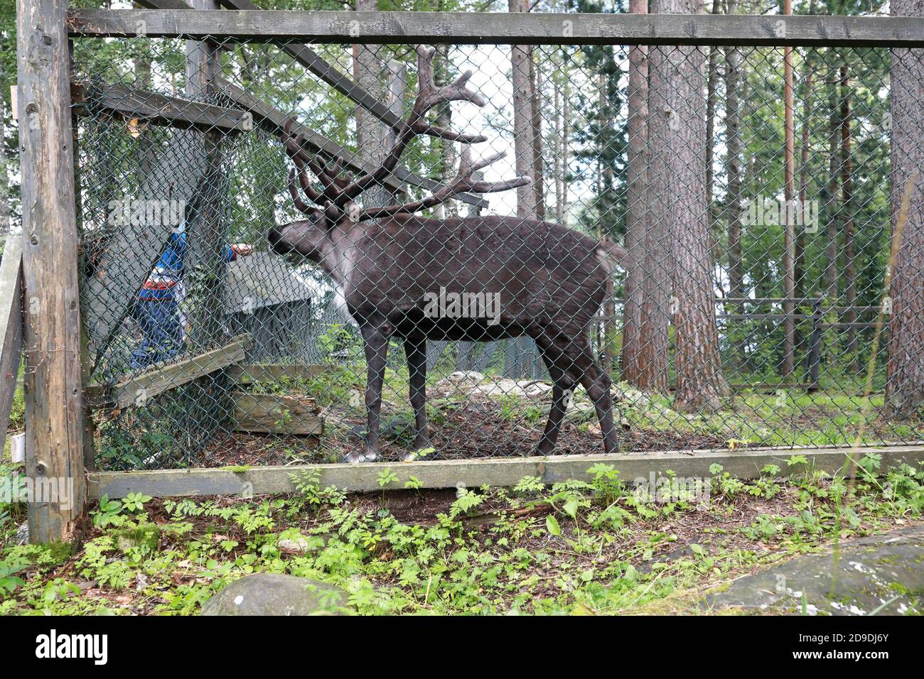 Child feeding reindeer in summer forest, Karelia Stock Photo - Alamy