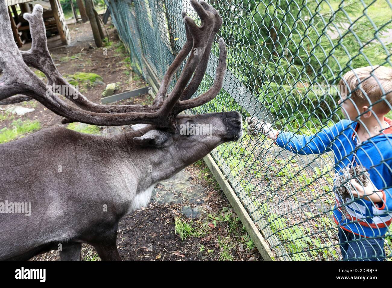 Boy feeding reindeer in summer forest, Karelia Stock Photo - Alamy