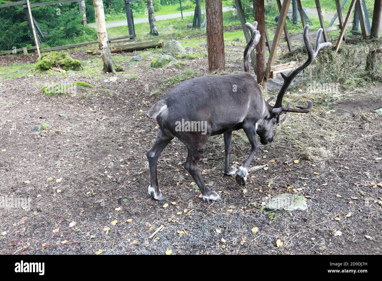Reindeer in grass paddock hi-res stock photography and images - Alamy