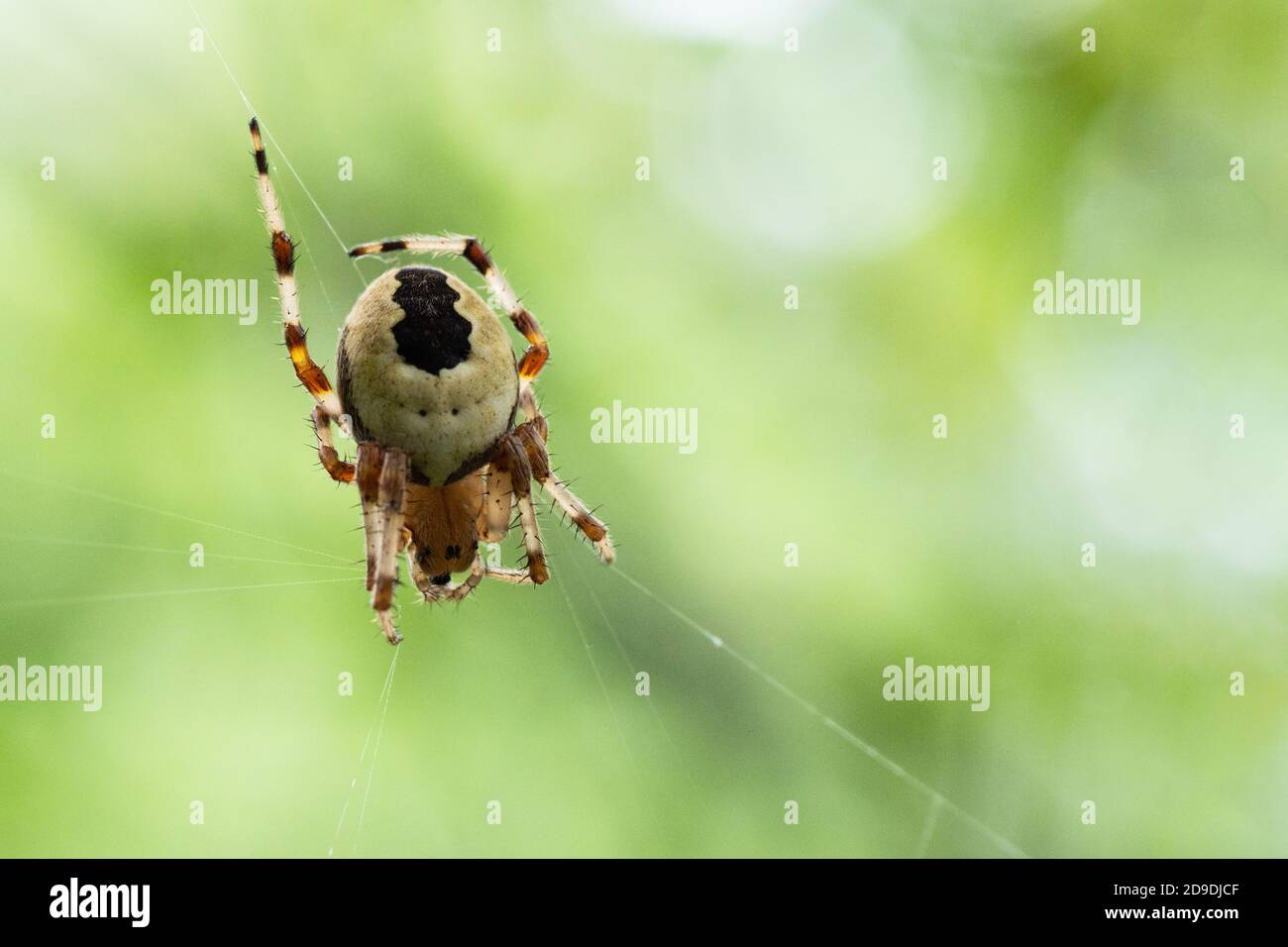 Spider spinning a web on green nature background Stock Photo - Alamy