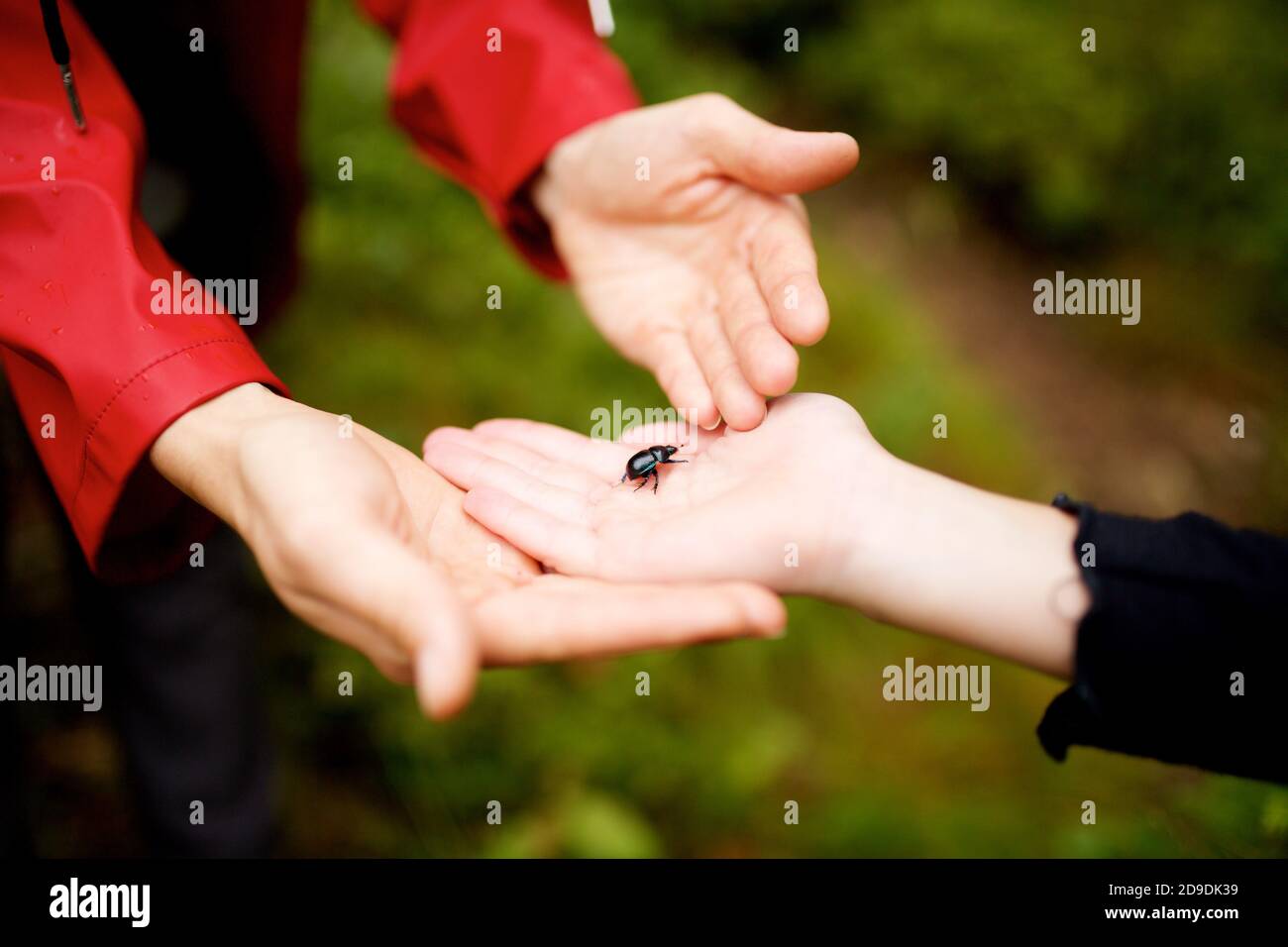 Close up hands holding bug in palm Stock Photo - Alamy