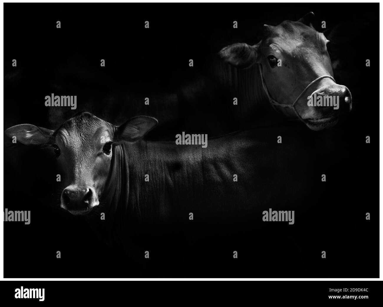 Two white cows Cut Out Stock Images & Pictures - Alamy