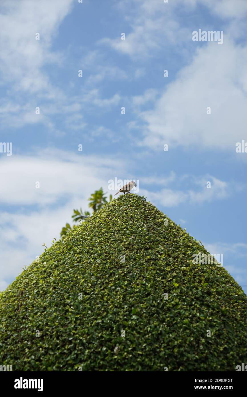 The bird standing on its top Stock Photo - Alamy