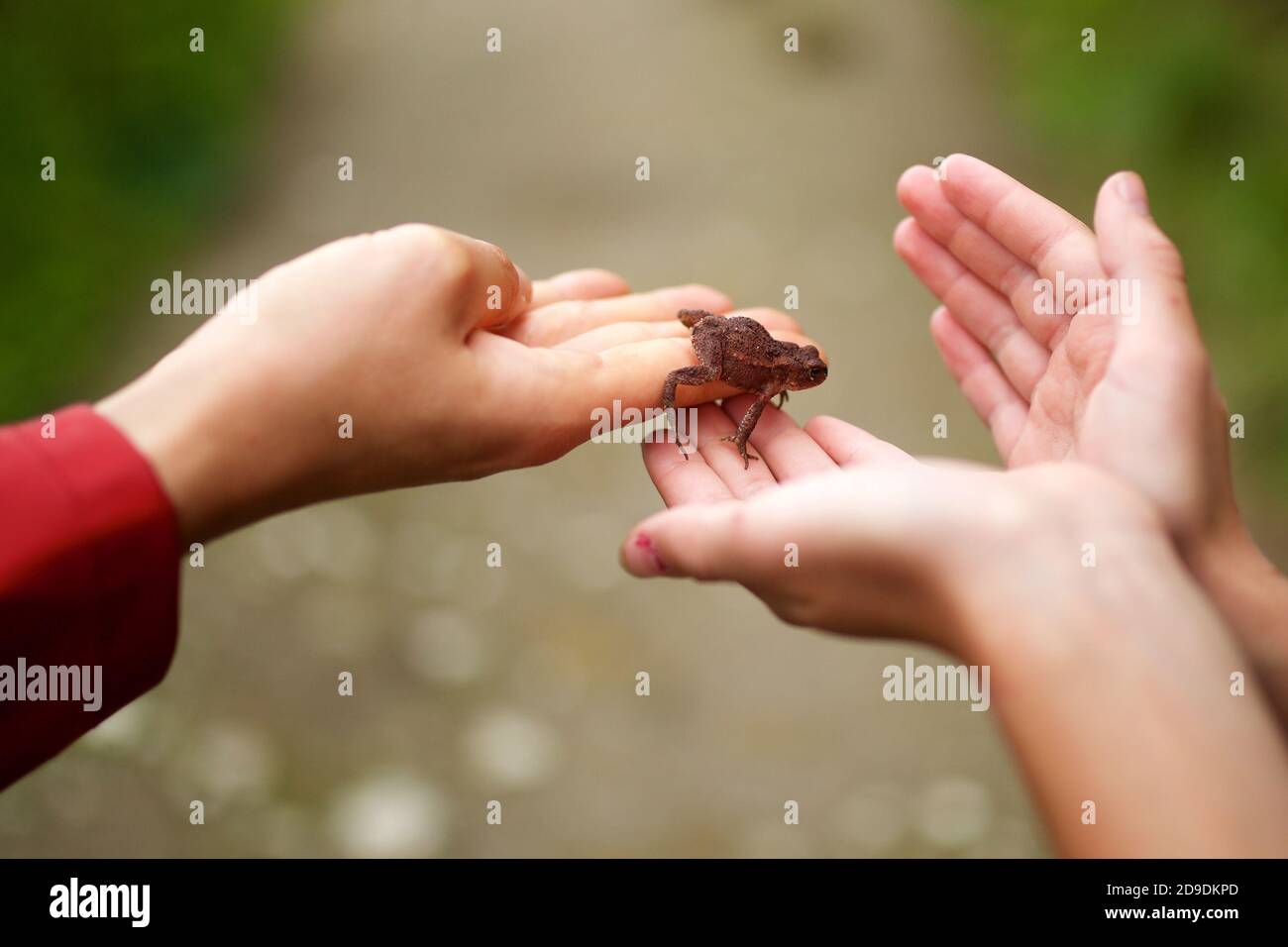 Frog holding hands hi-res stock photography and images - Alamy