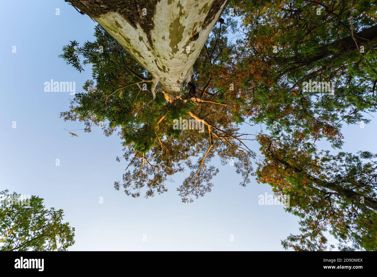 Low angle shot of trees in a park Stock Photo - Alamy