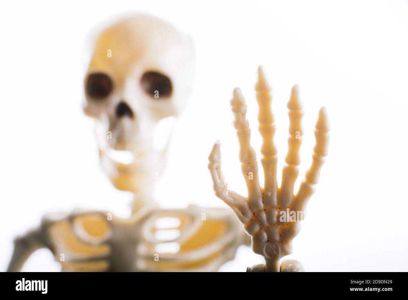 Human skeleton model for medical anatomy science Medical clinic concept ...