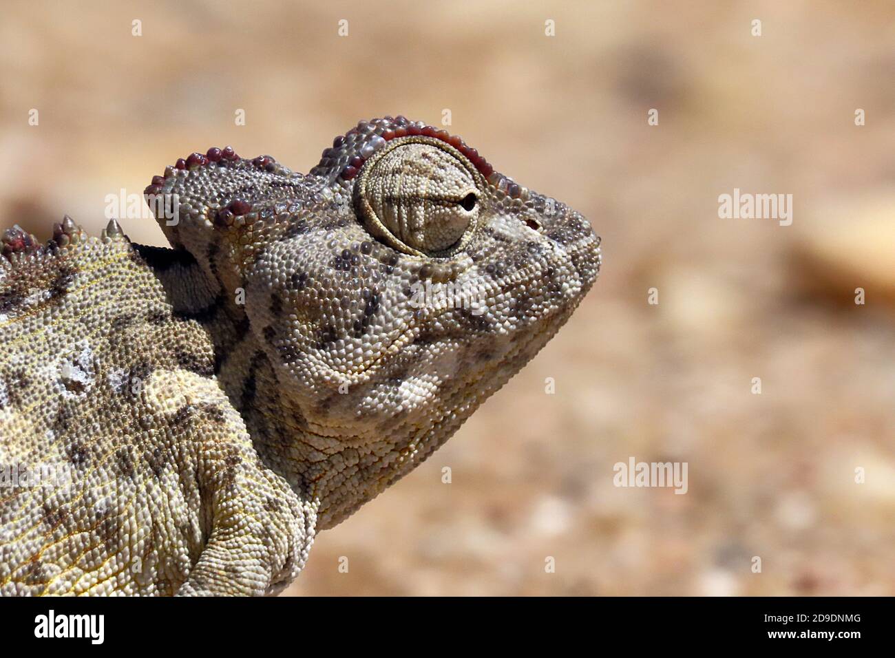 A wild Namaqua Chameleon (Chamaeleo namaquensis) walking in the Dorob ...
