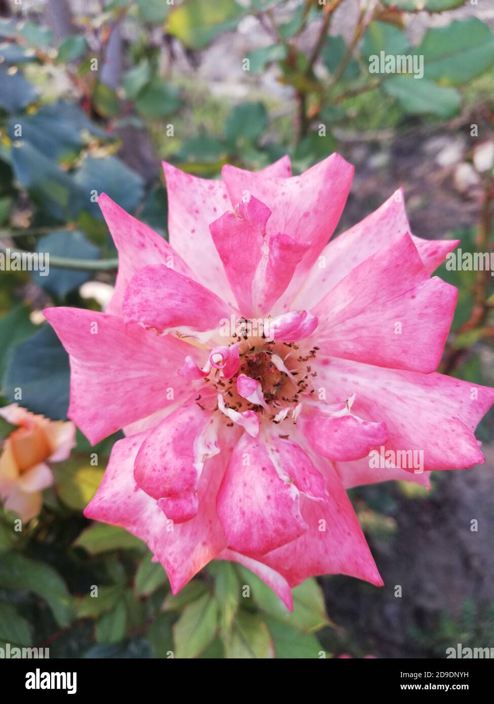 A rose Rosa is a woody perennial flowering plant of the genus Rosa, in ...