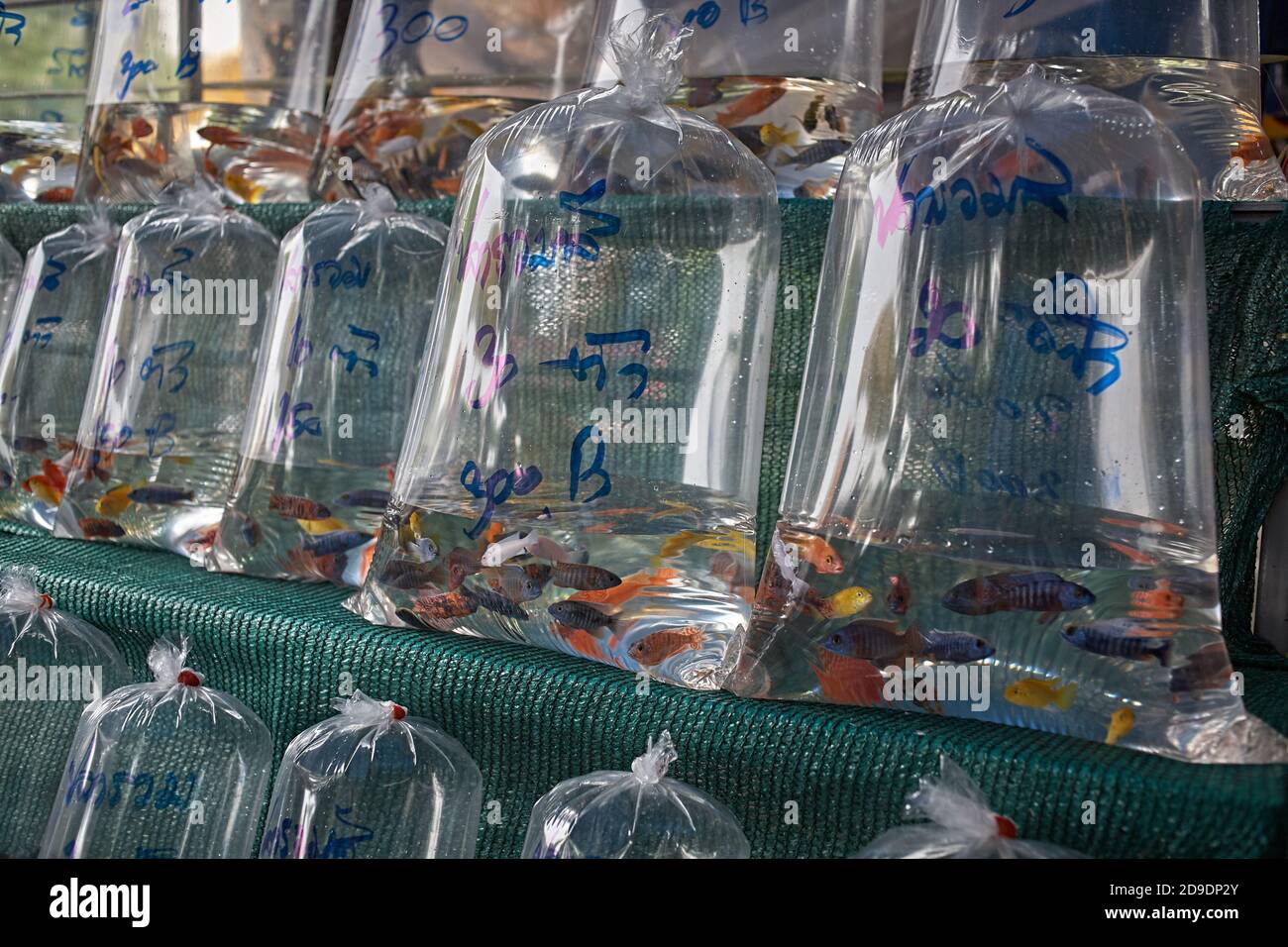 Bangkok, Thailand, March 2016. Close-up view of tropical fish for sale ...