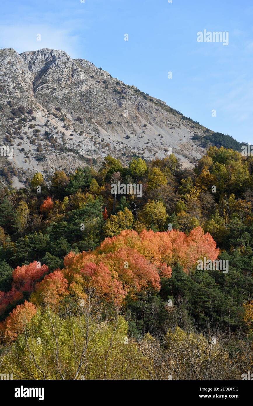 Autumn Colours including Colorful Maple Trees or Leaves & Pine Trees in ...