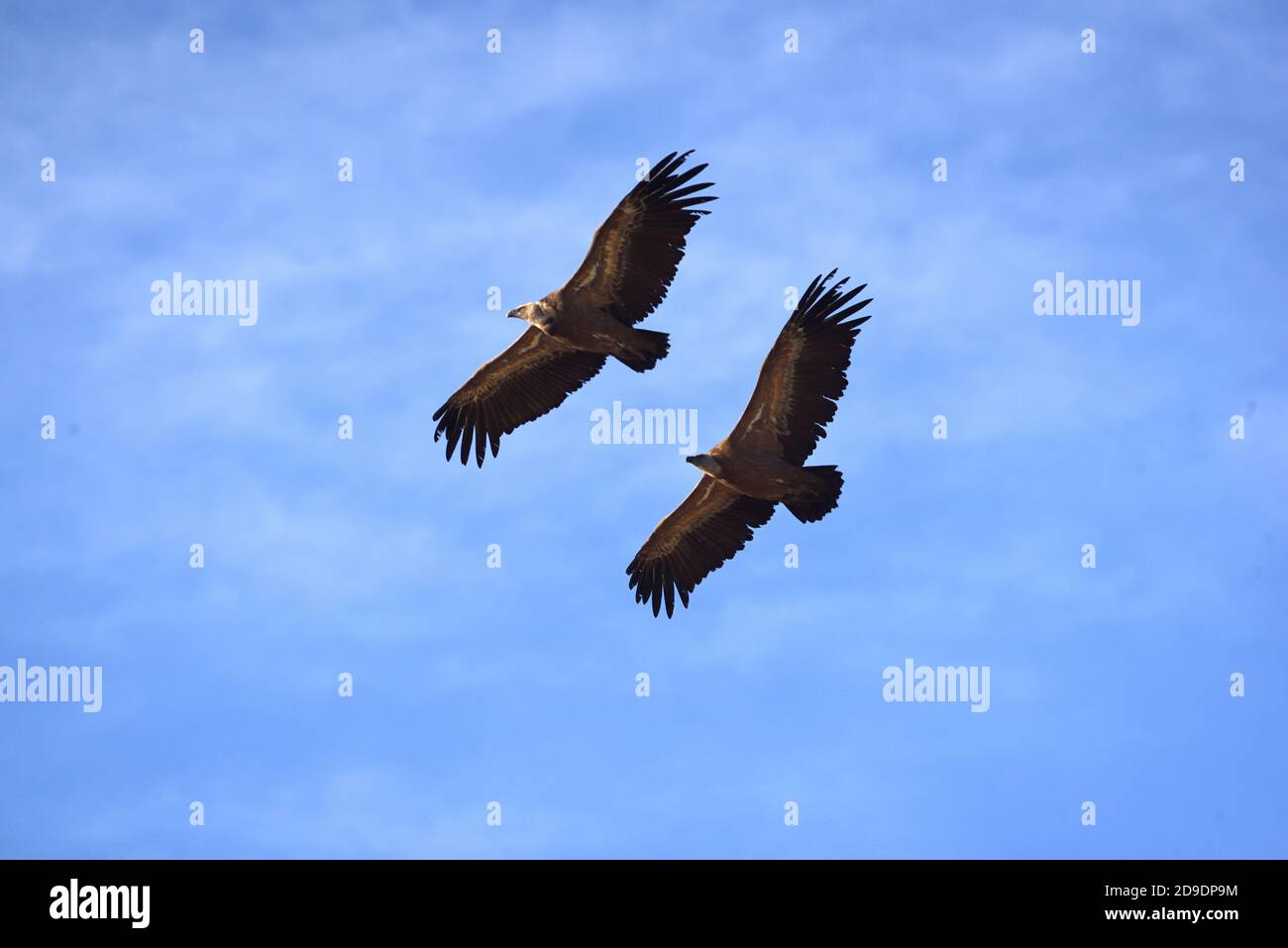 Two vultures hi-res stock photography and images - Alamy