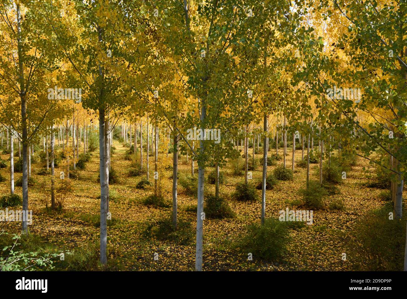 Silviculture hi-res stock photography and images - Alamy