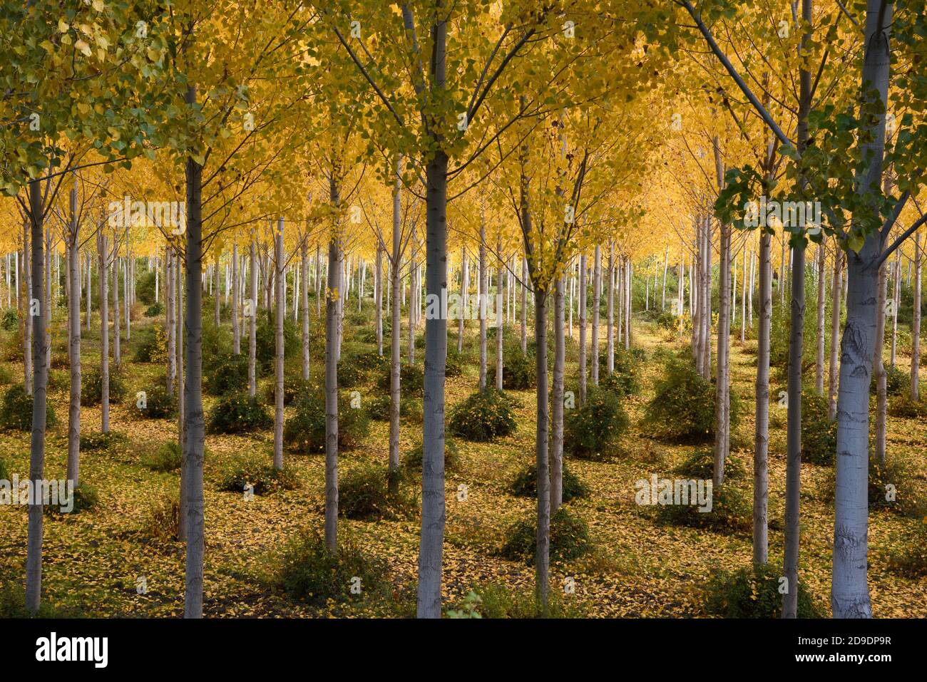 Silviculture hi-res stock photography and images - Alamy