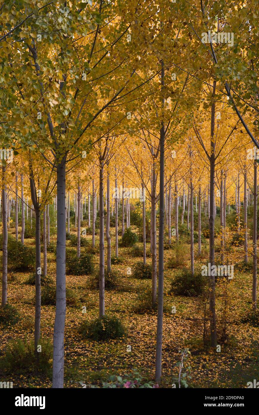 Silviculture hi-res stock photography and images - Alamy