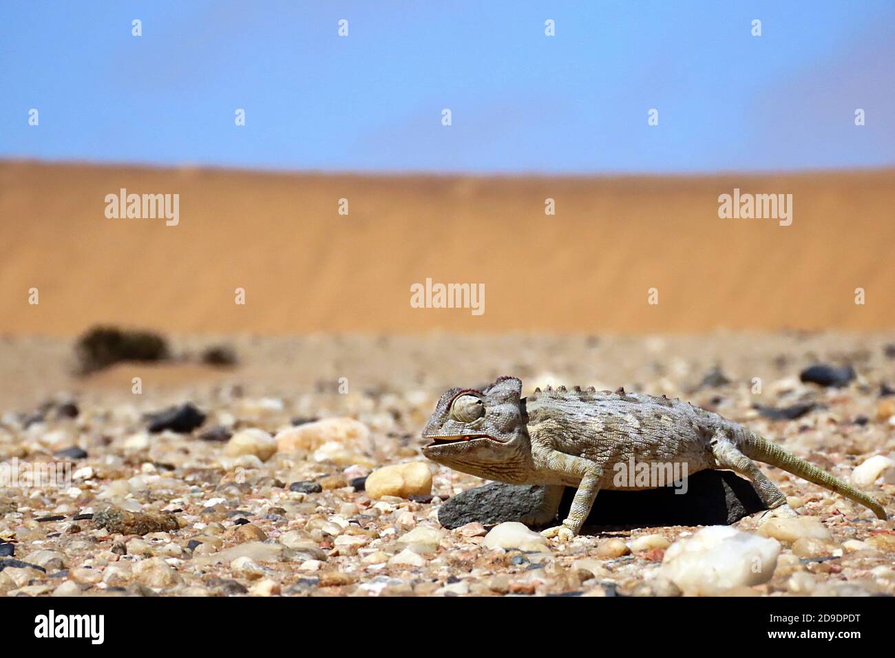A wild Namaqua Chameleon (Chamaeleo namaquensis) walking in the Dorob ...