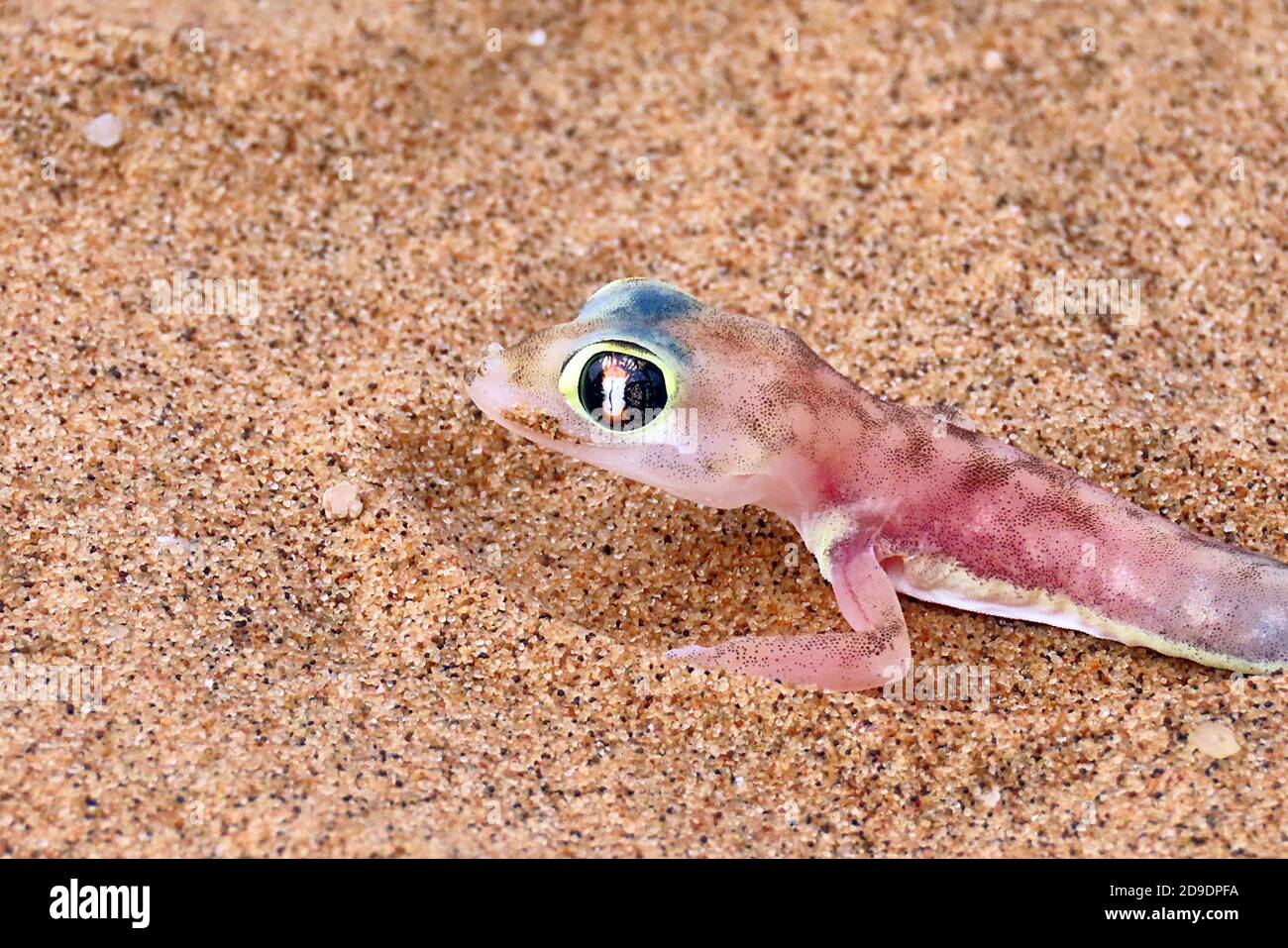 Namib sand gecko dorob hi-res stock photography and images - Alamy