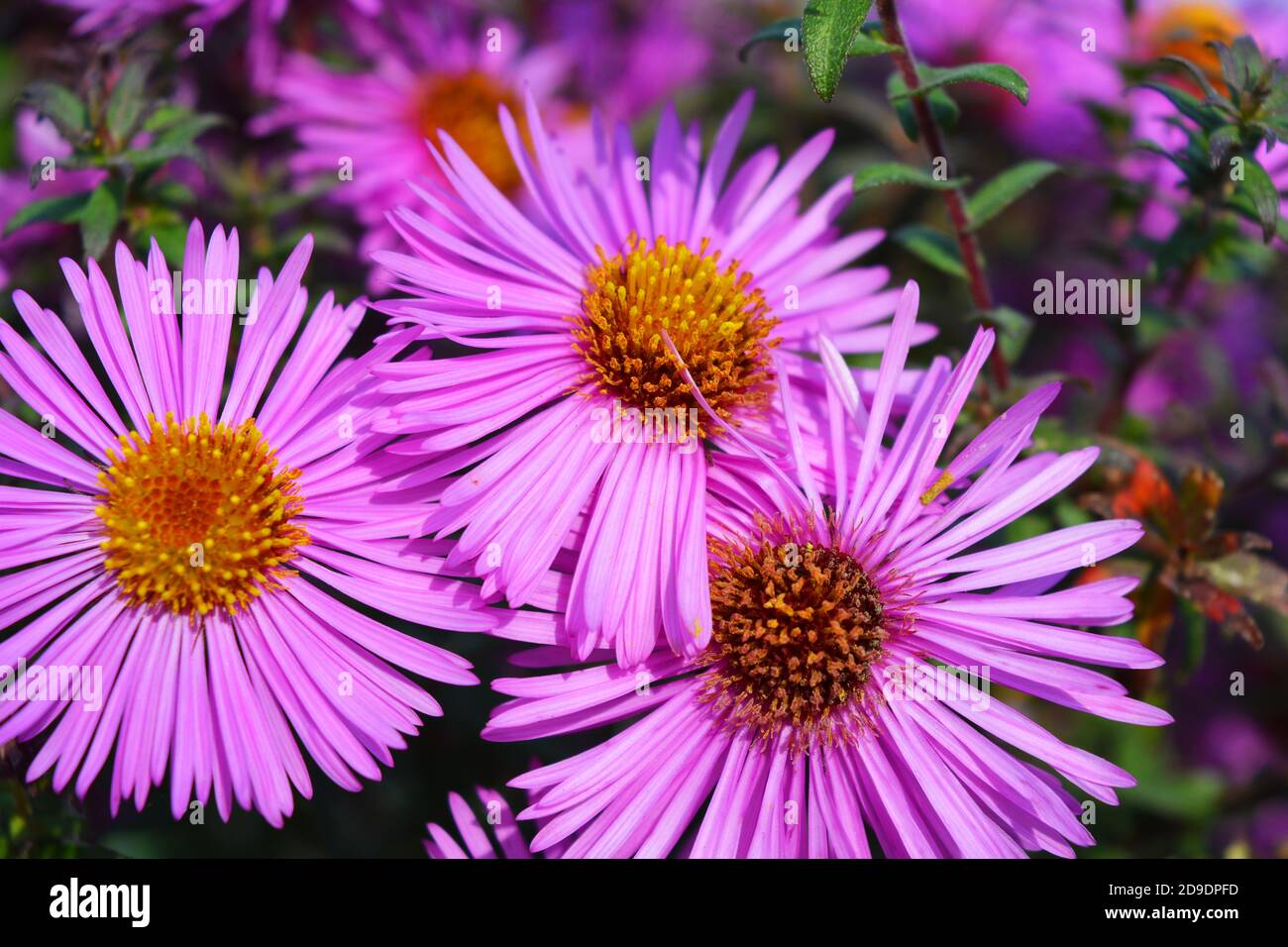 Small leaflets hi-res stock photography and images - Alamy