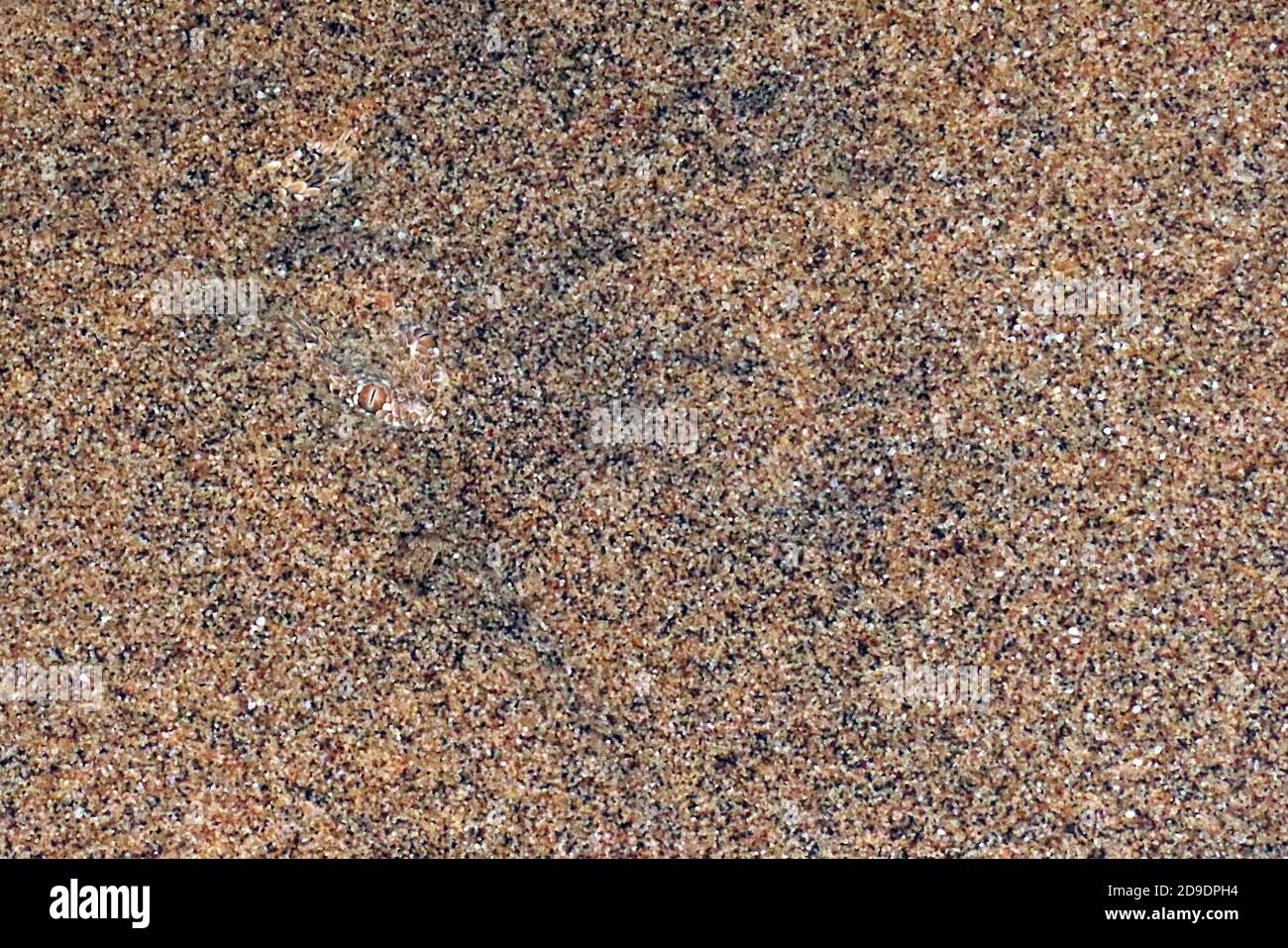 A Perenguey's Viper (Bitis perengueyi) hiding in sand in the Dorob ...