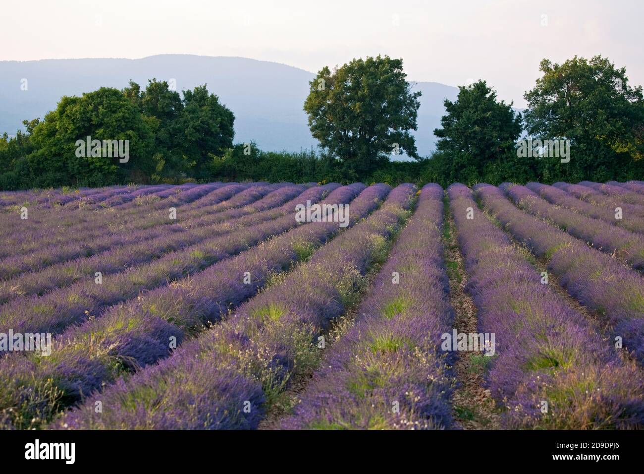 geography / travel, France, Sault, lavender field at Sault, Additional ...