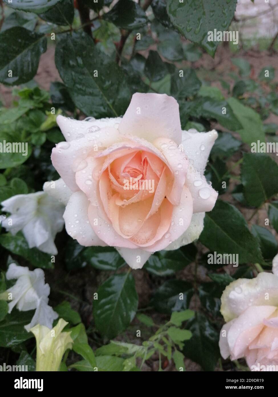 A rose Rosa is a woody perennial flowering plant of the genus Rosa, in ...
