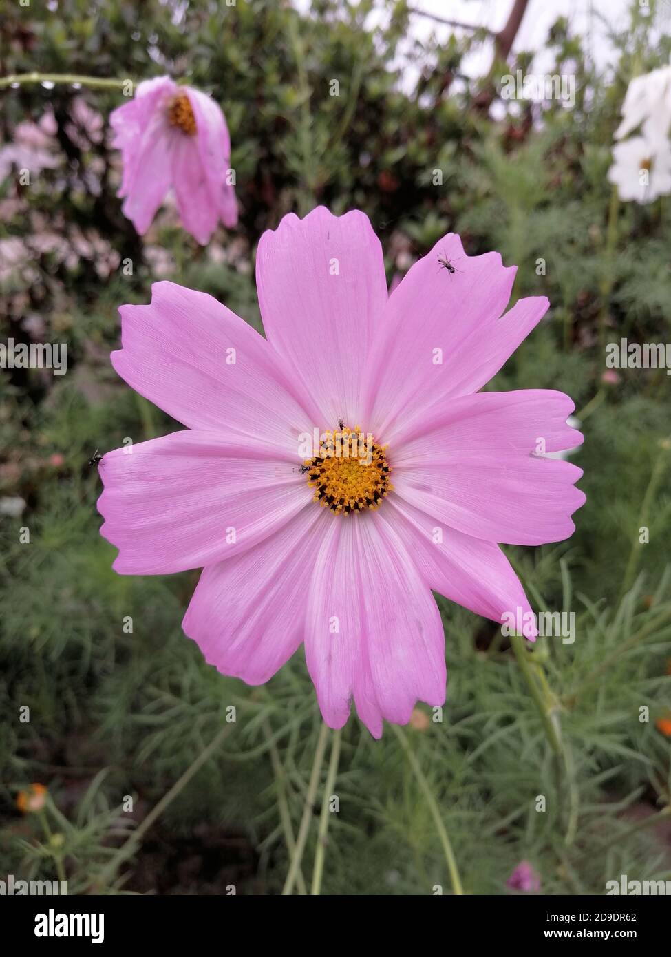 Cosmos is a genus of Asteraceae family , with the same common name of ...
