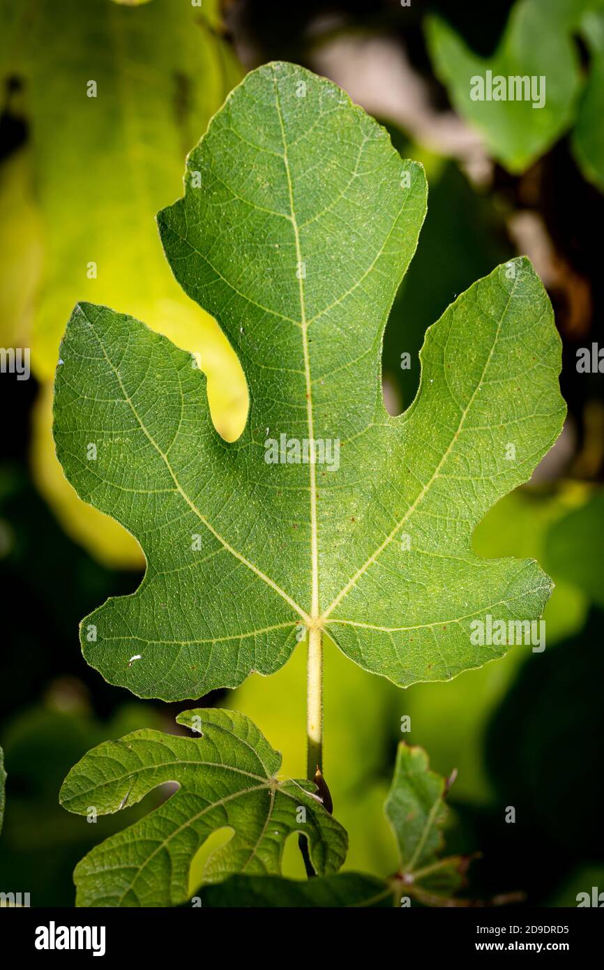 A close up of a fig leaf, with a shallow depth of field Stock Photo - Alamy