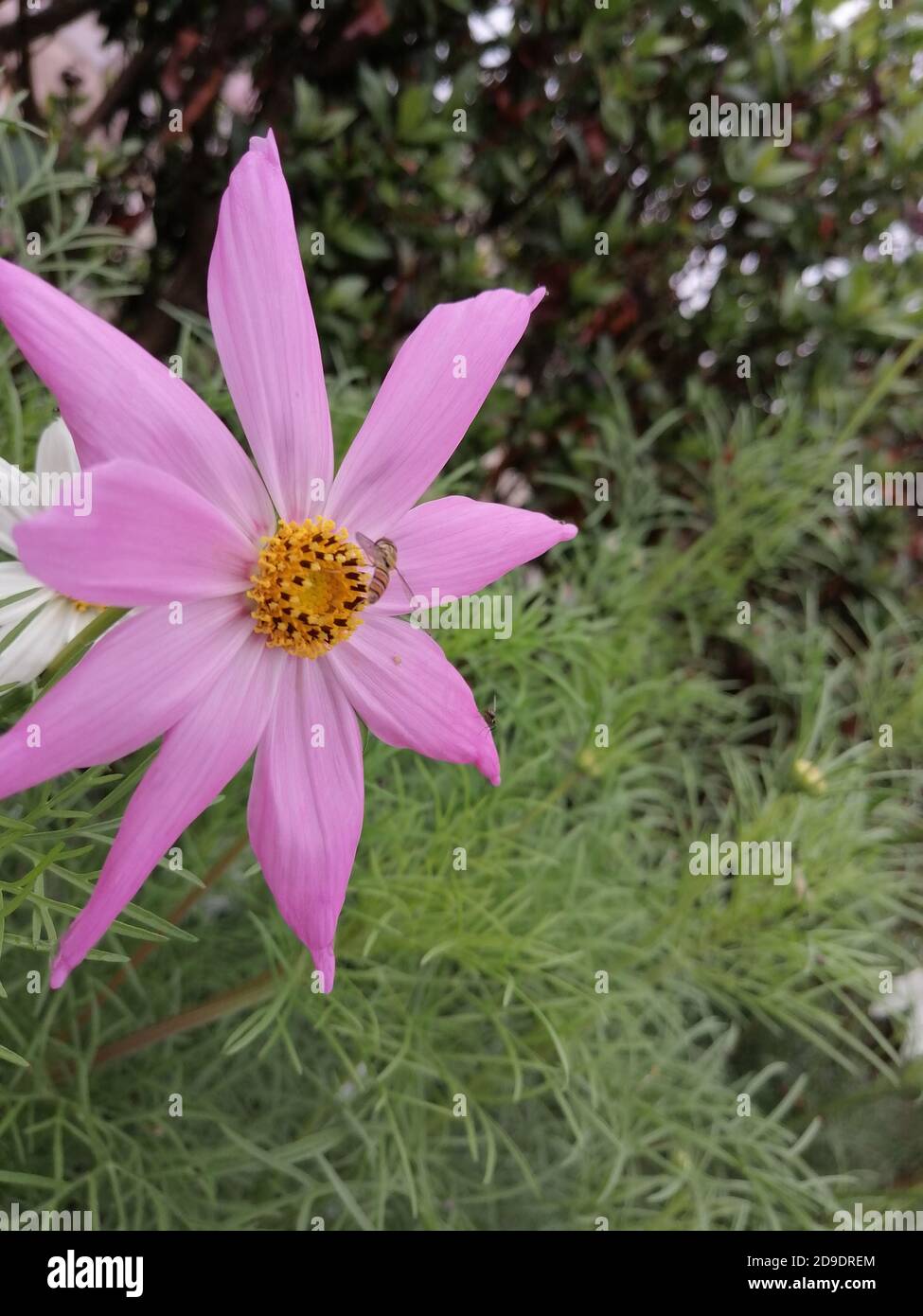 Cosmos is a genus of Asteraceae family , with the same common name of ...