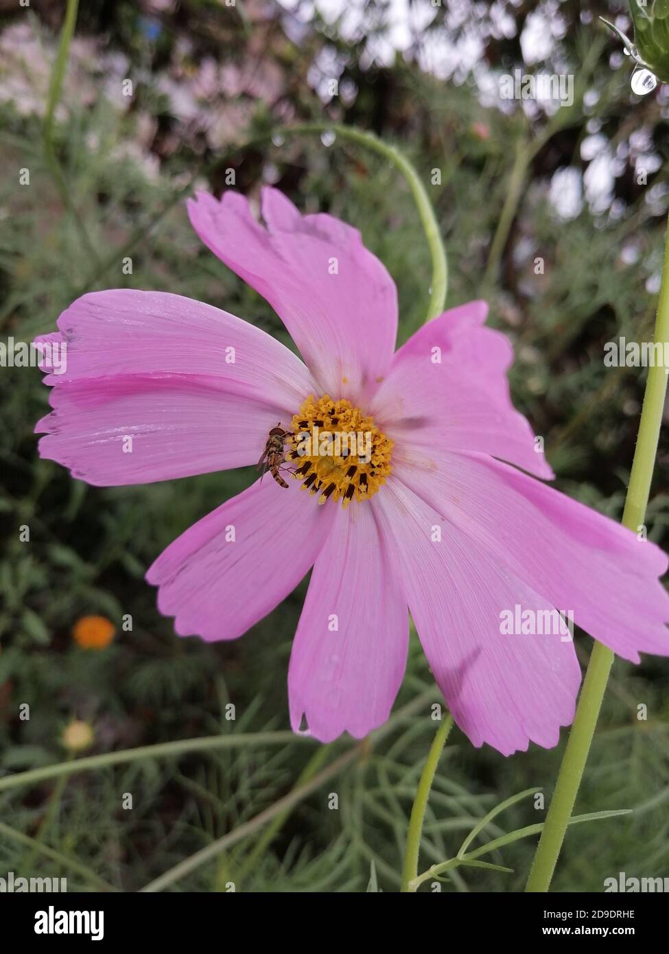 Cosmos is a genus of Asteraceae family , with the same common name of ...